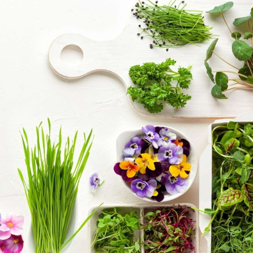 Sprouts at home. An edible garden in the kitchen – Cookidoo® – the ...